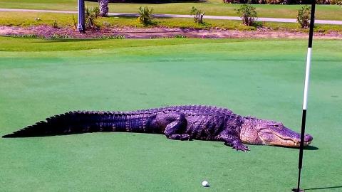 Giant Alligator Invades Golf Course in Florida | Golf Videos
