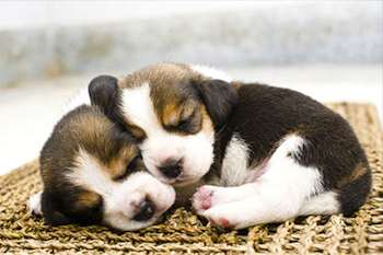 Choosing the Right Breed of Puppy | Dogs