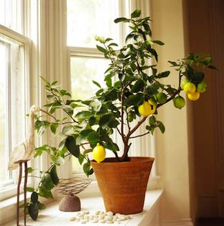 Indoor Citrus Trees